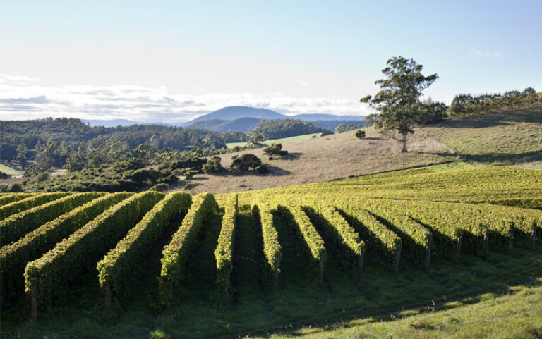 5 Amazing Tasmanian Wineries You Must Visit in 2023