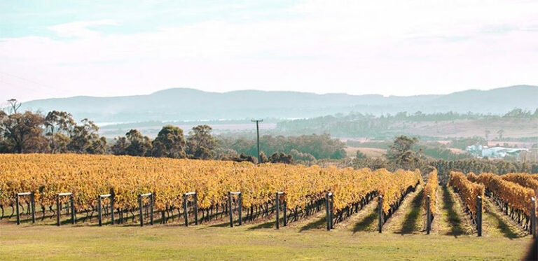 5 Amazing Tasmanian Wineries You Must Visit in 2023